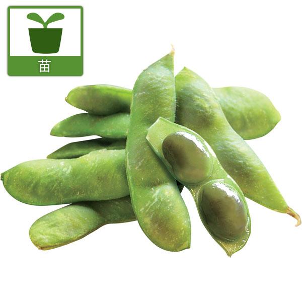 黒豆の最高峰！！その大きさ、独特にこく、どれをとっても最高級！※詳しい商品説明は下のほうに記載があります