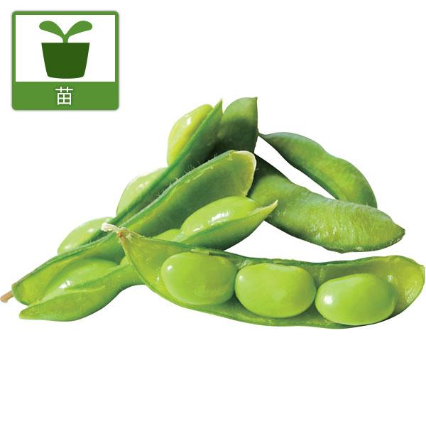 甘さ・香り・大きさ三拍子揃った枝豆！！隠れた逸品「秘伝豆」。野性味のある力強い旨さが評判！※詳しい商品説明は下のほうに記載があります