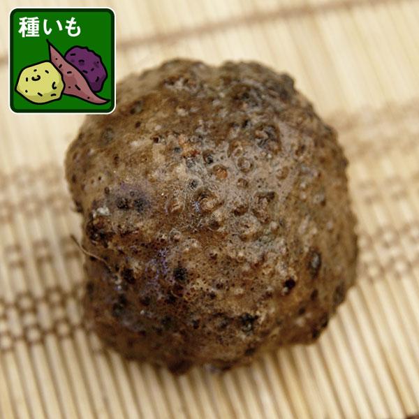 ネバリは1級品！ねっとりした食感がたまらない高級食材のやまのいもを栽培してみませんか？伊勢芋は最も山いもに近いコクと粘り。滋養強壮、消化促進におすすめです。 （この商品は種いもです。食用ではありませんのでご注意ください。）※詳しい商品説明は...