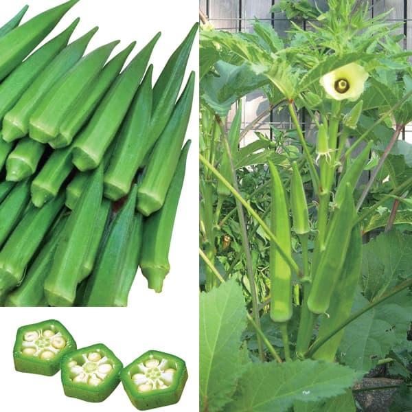 ねばねば野菜は暑さに強く育てやすい！！びっくりするほど多収穫！！ねばねばの力。ねばねばスタミナ野菜。おいしい多収五角オクラ！！五角オクラの決定版！！※詳しい商品説明は下のほうに記載があります