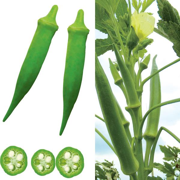 ねばねば野菜は暑さに強く育てやすい！！びっくりするほど多収穫！！ねばねばの力。ねばねばスタミナ野菜。おいしい丸型オクラ！！丸オクラの決定版！！※詳しい商品説明は下のほうに記載があります