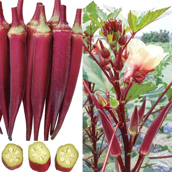 ねばねば野菜は暑さに強く育てやすい！！びっくりするほど多収穫！！ねばねばの力。ねばねばスタミナ野菜。おいしい丸型オクラ！！丸オクラの決定版！！※詳しい商品説明は下のほうに記載があります