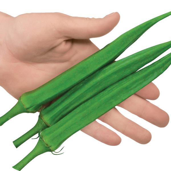 ねばねば野菜は暑さに強く育てやすい！！びっくりするほど多収穫！！ねばねばの力。ねばねばスタミナ野菜。おいしい多収五角型オクラ！！五角オクラの決定版！！※詳しい商品説明は下のほうに記載があります