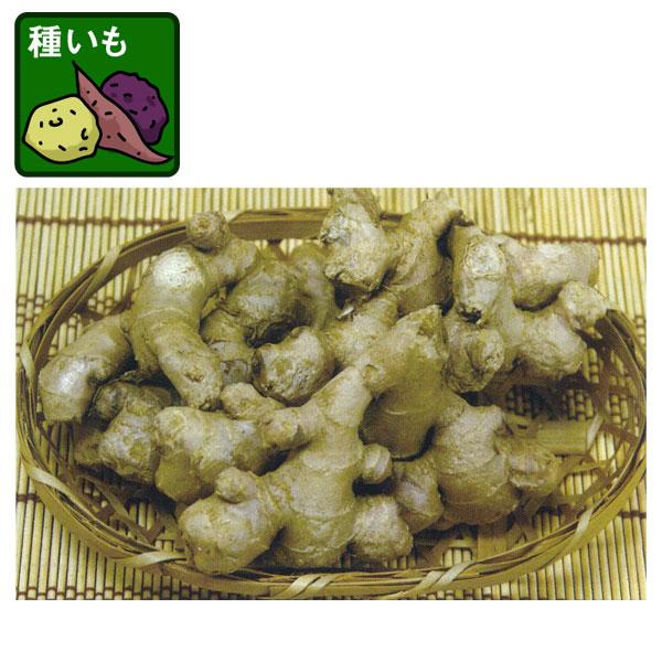 金時生姜の種ショウガです。金時生姜はさわやかな香りと清涼感のある辛味が特徴です。魚や肉の臭み消し、めん類や豆腐の薬味としてなじみの深い香辛料です。辛味が強く、主に「はじかみ」として利用される品種です。芽の部分を湯通しして甘酢に付けたものを、...