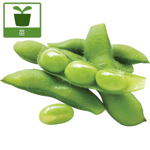 最高の旨みと香り「極旨枝豆」。甘さとコクがあり芳醇な香り楽しめる枝豆の最高峰！！※詳しい商品説明は下のほうに記載があります