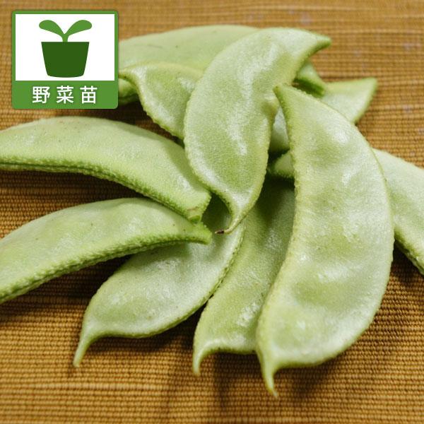 加賀つるまめは石川県で栽培されているフジマメの一種です。加賀百万石の城下町で代々受け継がれてきた伝統野菜です。インゲンのように莢ごと食べられる野菜で、香りが良く、柔らかいので、煮物やごま和え、天ぷらなどにおすすめです。※詳しい商品説明は下の...