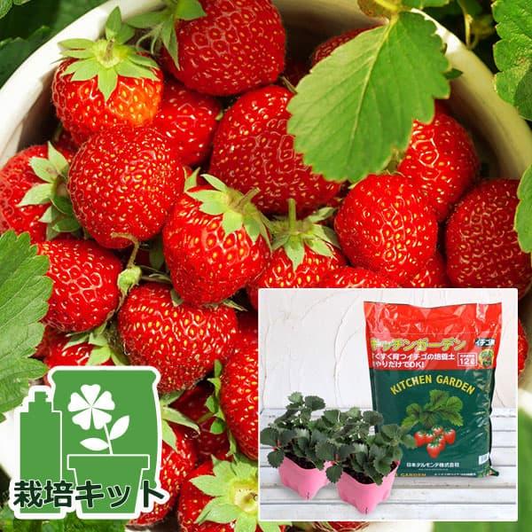 簡単便利！お手ごろ価格のいちごの袋栽培セットです。培養土の袋を栽培容器として利用するので、プランターは不要です。培養土の袋にいちごの苗を植え込み、日当たりのよい場所に置けばばすぐに栽培スタート！初めての方でも手軽に栽培できます。※詳しい商品...