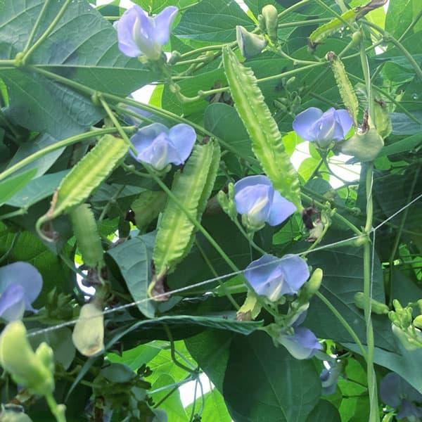 琉球四角豆は沖縄では「ウリズン」と呼ばれ、珍しい莢に四枚のヒダのある品種。シャキッとした食感で、サヤインゲンと同じように調理できます。残暑に耐え、グングン成長します。天ぷら、炒めものに適します。また、年を越して大きく育った根は「ウリズン芋」...