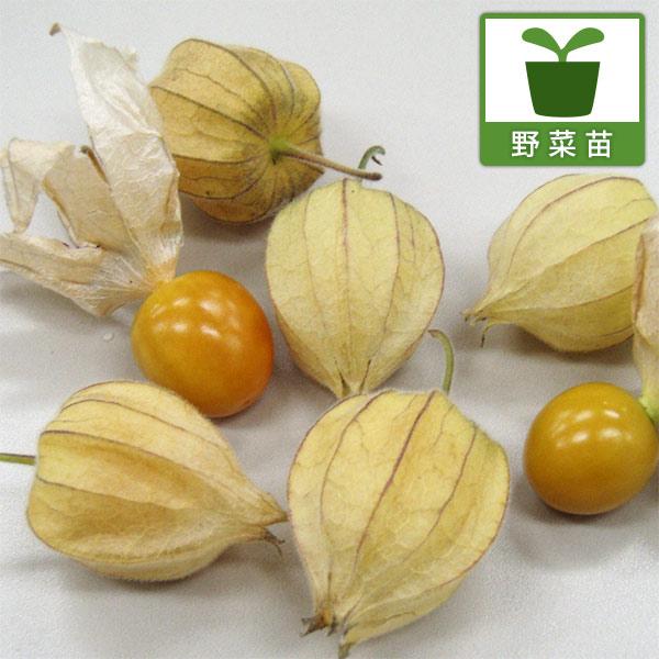 食用ホオズキはゴールデンベリー、ケープグーズベリーとも呼ばれ、新食材として注目を集めています。様々な品種がありますが、アップルベリーは株がコンパクトなので、鉢やプランターでも栽培できます。枝の節々に次々と実をつけ、苞（ホウ）が淡褐色になり、...