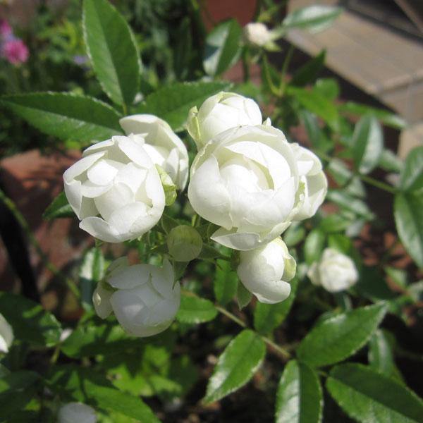 「スノープリンセス」ともいいます。ころんころんとディープカップ咲きの小さなお花が咲きます。花つきが良くて、一枝に4〜12輪くらいは普通に咲きます。暑さに強く、病気にも強いバラで、初心者の方にはおススメです。小バラなので、鉢植えにも向いていま...