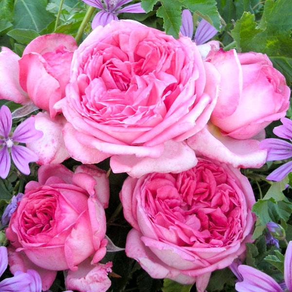 ラ・ローズ・ドゥ・モリナール（La rose de Molinard）はダムールシリーズの新色。ブライトピンクの豊満なディープカップ咲き。開花につれ豪華なロゼット調に変化します。房咲きですばらしい景観になります。香りはシトラス系、グレープフ...