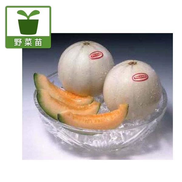 独特の香りと甘みで人気の定番品種のプリンスメロンです。プリンスメロンはマクワウリと露地メロンを交配させた品種。果実は500〜600g、糖度15〜17度で甘みがとくに強く、芳香があります。芳醇な香りとジューシーな果肉で人気が高く、全国で幅広く...