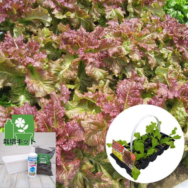 おくだけシリーズの苗とプランターと土と液肥のセットです。※詳しい商品説明は下のほうに記載があります