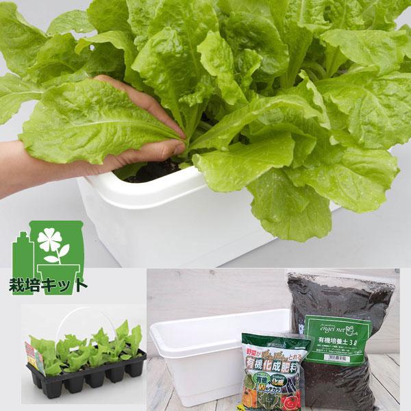 おくだけシリーズの苗とプランターと土と肥料のセットです。※詳しい商品説明は下のほうに記載があります