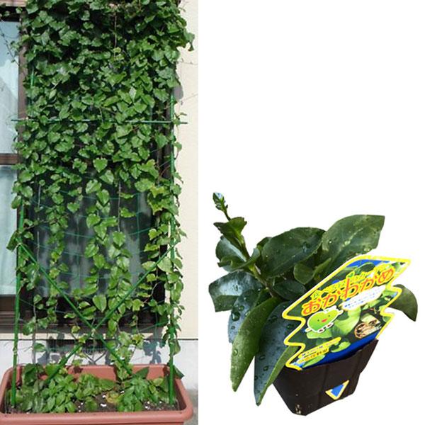 夏の日よけ・緑のカーテンに オカワカメの2株植えポット苗。オカワカメはツルムラサキの仲間の健康野菜です。アカザカズラ、雲南百薬とも呼ばれます。成長が早く、緑のカーテンに仕立てると2カ月で窓を覆い、食べられる日よけとして人気です。伸びた葉を随...