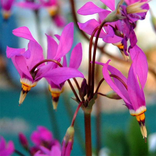 ドデカセオン・シクラメンモドキ・赤紫色のカタクリに似た可憐な花 ドデカセオン（ドデカテオン）は北アメリカ原産、高原の湿った斜面などに生える宿根草で、カタクリモドキとも呼ばれます。春にピンクの花を下向きに咲かせる姿がユニークです。半日陰でも育...