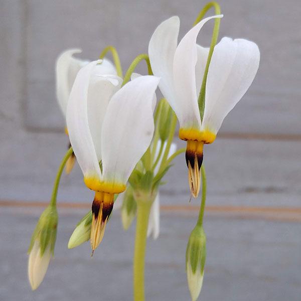 ドデカセオン（ドデカテオン）は北アメリカ原産、高原の湿った斜面などに生える宿根草で、カタクリモドキとも呼ばれます。こちらは白花品種で下向きに咲かせる姿がユニークです。半日陰でも育てることができ、水を好みます。鉢植えまたは、寒冷地ではビオトー...