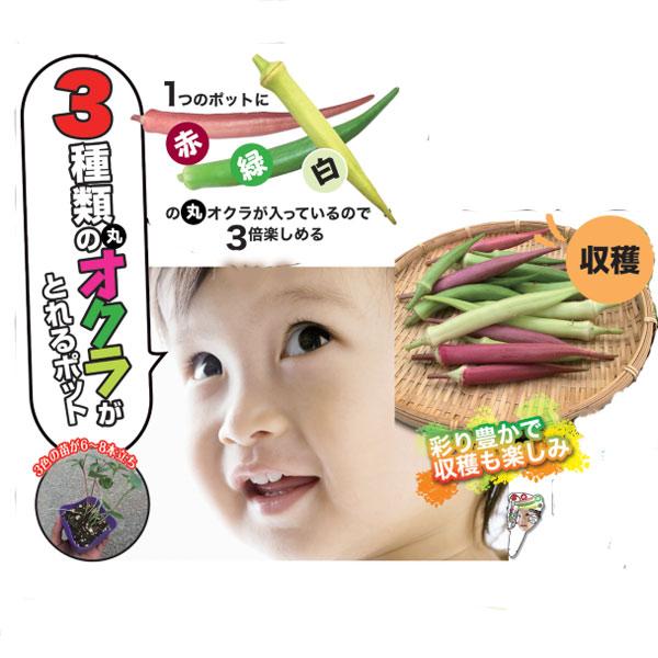1ポットで3色のオクラが採れるポット苗です。1ポットの中に緑・赤・白の丸おくらの苗が数本育っています。このままの状態で畑に植えたり、10号（直径30cm）前後の鉢やプランターに植え付けてください。数本を1ヶ所で育てる「共育ち」で栽培すると、...