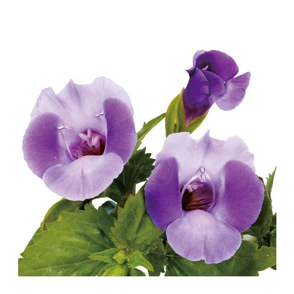 ムーンシリーズはDANZIGER社のトレニア。暑さに強く開花期間が長いので夏の鉢植えに最適です。丈夫で次々に切れ目なく花を咲かせます。ハンギングバスケットやコンテナの前面などにおすすめです。ブルームーンは澄んだブルーの花。同じシリーズのパー...