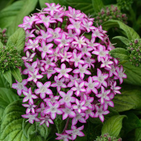 ペンタス　ギャラクシーは複輪咲きの珍しいペンタス。生育と開花の揃いがよい品種です。可愛らしい星型の小花を多数つけ、鉢植えだけでなくコンテナや夏花壇にも最適です。※詳しい商品説明は下のほうに記載があります