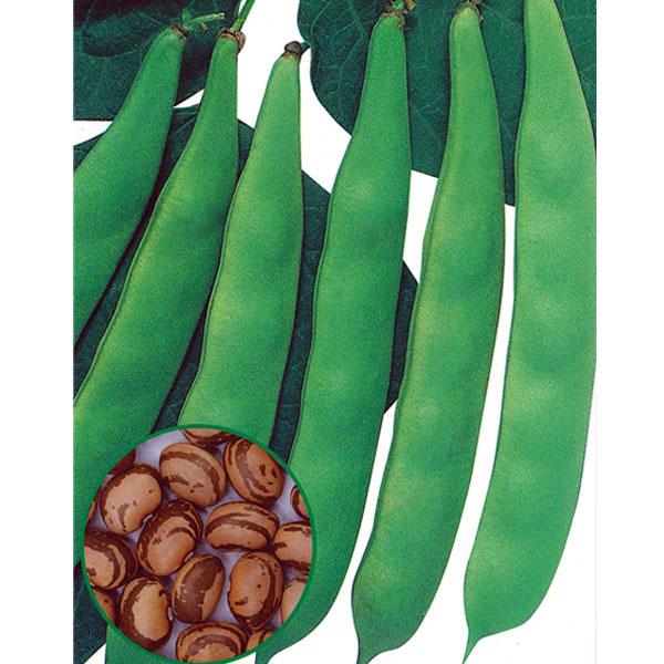 大自然の中で育った信州の伝統野菜。穂高いんげんは幅広の平サヤタイプのつるありインゲンです。甘味、風味があり歯切れの良い食感が特徴です。おひたし、天ぷらなどに最適です。※詳しい商品説明は下のほうに記載があります