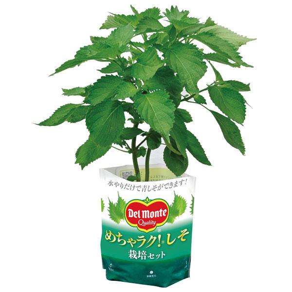 香りのたかい青シソができます。かんたん栽培セット！デルモンテのめちゃラク！しそ栽培セットです。すてられる素材の培養土（1.5L）にしその苗を植え込んである、より小スペースで簡単に栽培できるセットです。土に肥料が含まれているので、追肥も不要。...