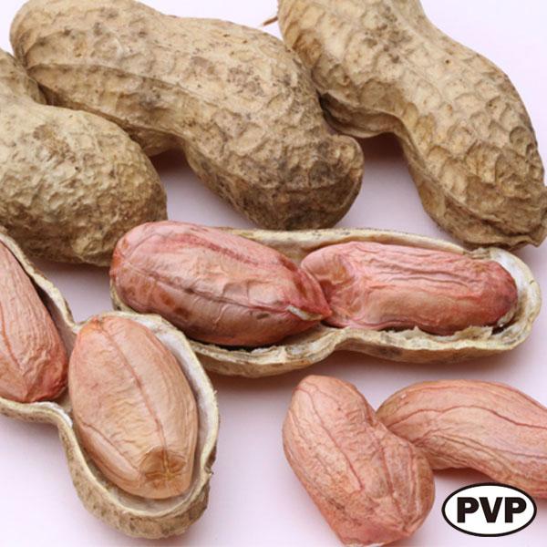 食べ応え十分なラッカセイ！ジャンボサイズ。大きさは一般的な品種の約2倍！やわらかくておいしい！甘くてゆで豆に最適です。おおまさりネオ(R)は農林水産省品種登録品種。海外持出禁止です。菜園プランターで栽培できずコンパクトな落花生。茹で落花生は...