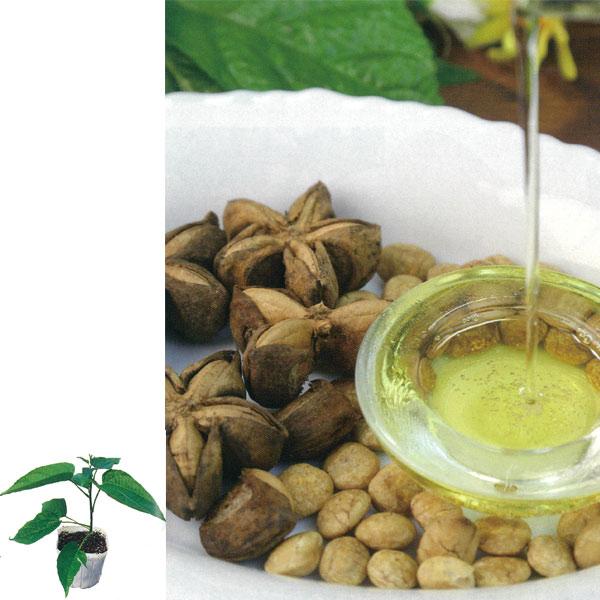 つる性で高温を好む多年草植物。生育が早く、暖地から中間地ではおおよそ4月の場合は12月頃に収穫が可能です。種実は炒って食べたり、スープににて使用します。近年、その種実を搾って得られるオイルにはオメガ3脂肪酸が豊富に含んでおり、注文されていま...