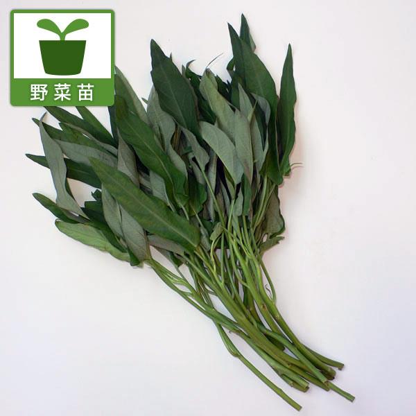 ぐんぐん育つ葉もの野菜の苗 空芯菜は茎が空洞の中国野菜で、シャキシャキした葉ごたえが魅力的。油いためは台湾やタイ、ベトナムでも国民食として食されています。カンコン、アサガオナとも呼ばれます。高温多湿を好み、その時期にぐんぐん生育して繰り返し...