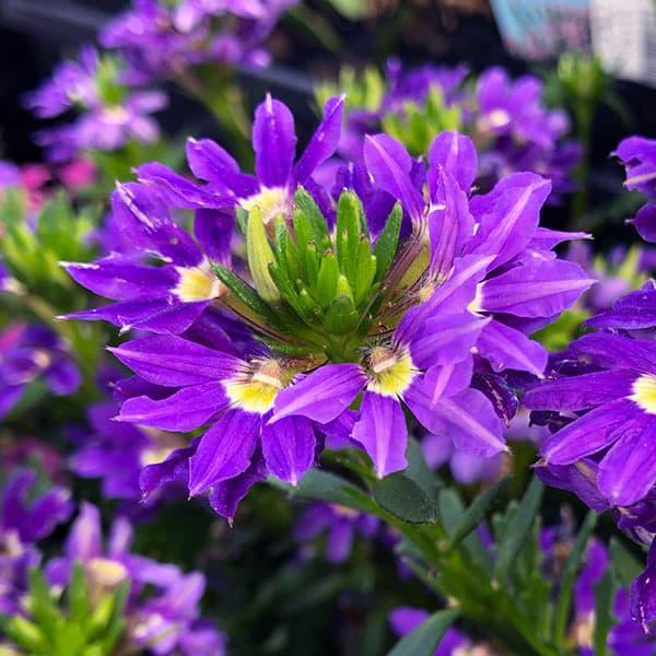 スカエボラ（スケボラ）・タッチシリーズはこんもりまとまる株姿に無数の花を咲かせるおすすめの品種。株は非常にコンパクトで間延びせず、夏から秋にかけてたくさんの花を咲かせる開花期の長い花です。花壇の植え込みにも使えます。とても暑さに強く、丈夫で...