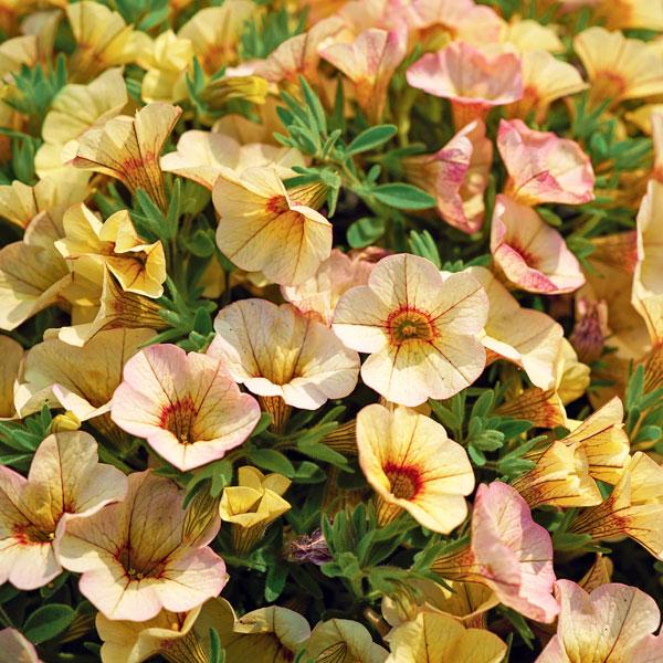 サントリーフラワーズのカリブラコア・ミリオンベルシリーズは、花数の多さ、草姿バランスも抜群。育てやすく、こんもりとした咲き姿が大好評です。ミリオンベルアンティークレモンは、淡黄色にほんのりピンク色が乗る花色です。まとまりのよい草姿も特徴です...