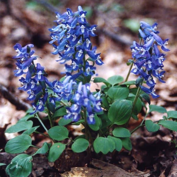 コリダリスは日本の山野に自生するエンゴサクやキケマンの仲間で、ケシ科の宿根草です。エゾエンゴサクは主に北海道で自生する野草で、青紫色の小花が幻想的。開花期は長く、シェードガーデンの花としておすすめです。夏場花期休眠を取り一度、上部が枯れ落ち...