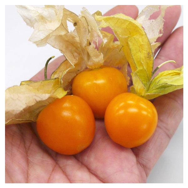 食用ホオズキはゴールデンベリー、ケープグーズベリーとも呼ばれ、新食材としてレストランなどでも注目を集めています。瀬戸ゴールドは糖度は平均13度以上と甘く、適度な酸味とのバランスがよく、コクのあるおいしさ。草姿は株立ち状に生育し、太くてしっか...