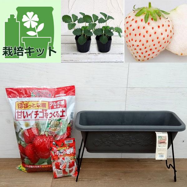 イチゴの栽培セットです。イチゴの苗2株をイチゴ専用培養土を使ってプタンターに植え込み、スタンドにセット。高い場所で栽培すれば日当たり・風通しもよくイチゴもすくすく育ちます。また、実が土につかないので、汚れたりナメクジなどに食われたりする心配...