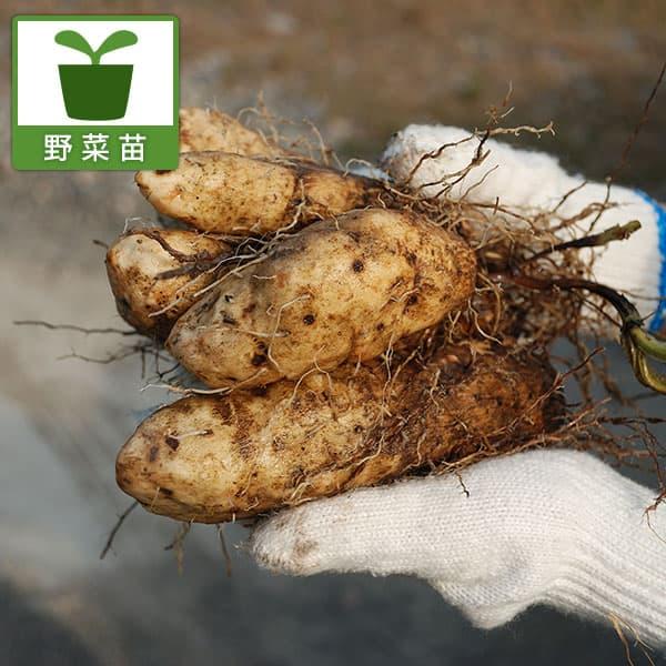 アラブ芋は濃厚な味わいでとにかく粘るヤマイモ科の野菜。自然薯の変形種とされ、とても粘りが強く味が濃厚です。他の芋より短く長方形か丸型なので、掘り取りも簡単です。病気の被害も少なく、手間暇かけずに栽培できます。鍋やとろろご飯でおいしくいただけ...