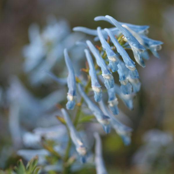 コリダリスは日本の山野に自生するエンゴサクやキケマンの仲間で、ケシ科の宿根草です。和名はヒマラヤエンゴサク。開花期が長く、シェードガーデンの花としておすすめです。夏場花期休眠を取り一度、上部が枯れ落ちますが、秋口に葉を吹き返し成長を始めます...