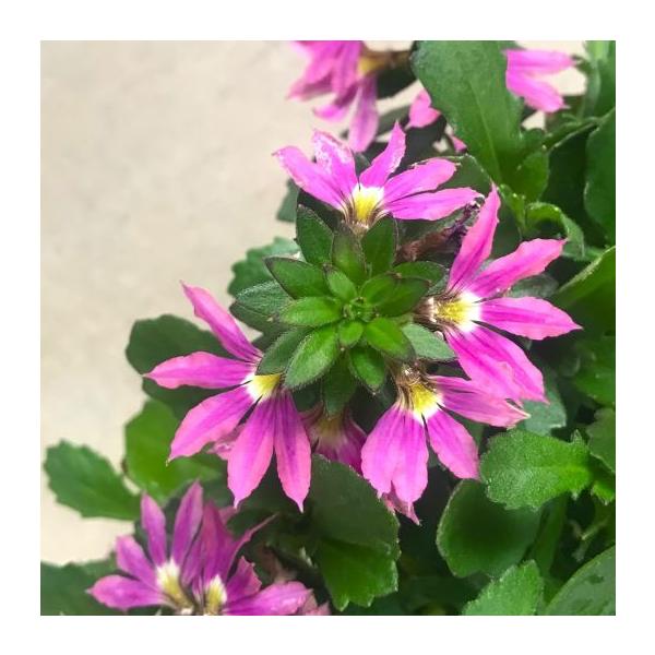 スカエボラ（スケボラ）・タッチシリーズはこんもりまとまる株姿に無数の花を咲かせるおすすめの品種。株は非常にコンパクトで間延びせず、夏から秋にかけてたくさんの花を咲かせる開花期の長い花です。花壇の植え込みにも使えます。とても暑さに強く、丈夫で...