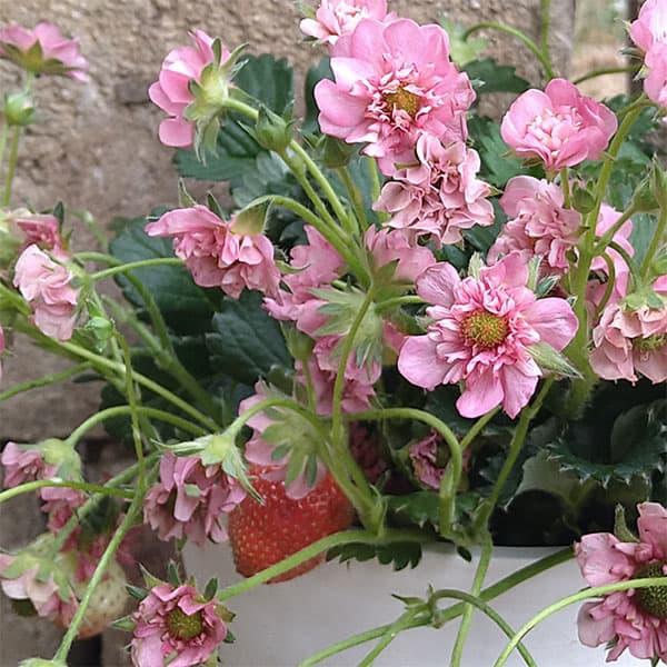 かわいらしいピンク色の完全八重咲き花が特徴のいちごです。自家受粉ではは結実しないため、他品種と人工授粉すると愛らしい丸い果実を収穫できできます。※詳しい商品説明は下のほうに記載があります