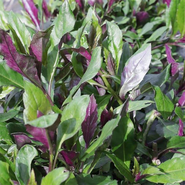 沖縄では古くから「血の葉・不老長寿の葉」と呼ばれ、民間療法薬としておおいに活躍していたハンダマ。赤紫色の葉にはポリフェノールが含まれています。 独特の風味があり、茹でると多少ぬめりがでる葉菜です。葉と若い茎を摘み取って、汁物や炒め物に利用さ...