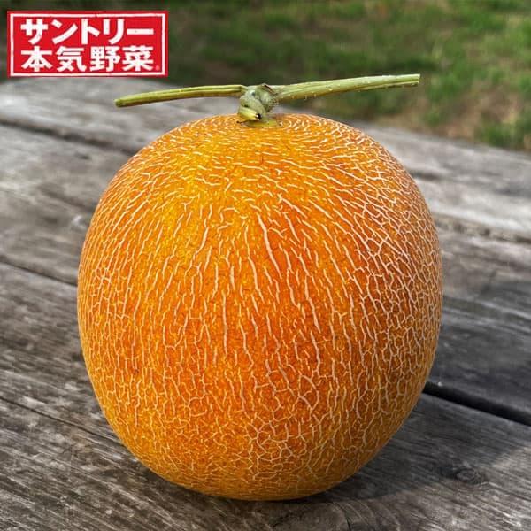 サントリーフラワーズの本気野菜ガーデンメロン。 果皮は濃い橙色でバナナのような芳醇な香り。緻密な甘い果肉でしっとりとした食感。生育旺盛で露地でも栽培しやすい！着果性も高く、ビギナーでも安心！※詳しい商品説明は下のほうに記載があります