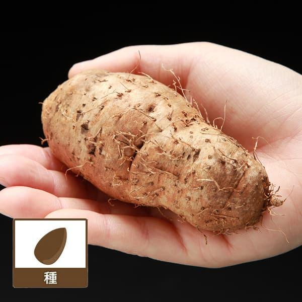 沖縄のごく一部の農家のみで作られる幻のヤマイモ。ヤマイモ類の中でも特に栄養価が高く、滋養強壮成分であるジオスゲニンは他のヤマイモの200倍を超える含有量。表皮に傷が付くと傷んでしまうため、流通することの少ない希少な植物。粘りが強く甘みやコク...