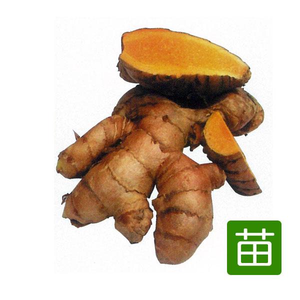 ★入荷から日数が経ったためセール価格となりました。商品の状態は画像と異なる場合があります。★古く平安時代に香料として渡来したウコン。現在でも薬用成分が重宝され、健康食品として欠かせない存在です。健胃作用、殺菌作用、血圧効果など、さまざまな薬...