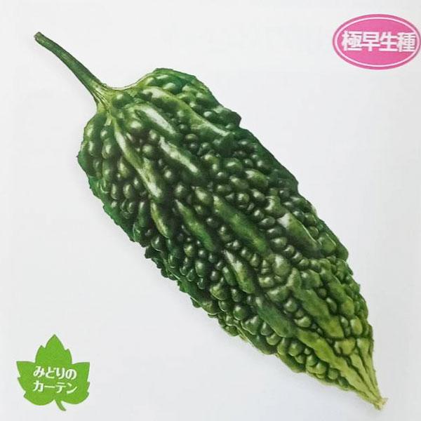 ★入荷から日数が経ったためセール価格となりました。商品の状態は画像と異なる場合があります。★「アバシゴーヤー」に似た形の果実が生ります。果長22-25cm、果重300-400ｇで果色は濃緑色。肉厚でみずみずしくサラダなどの生食に向いています...