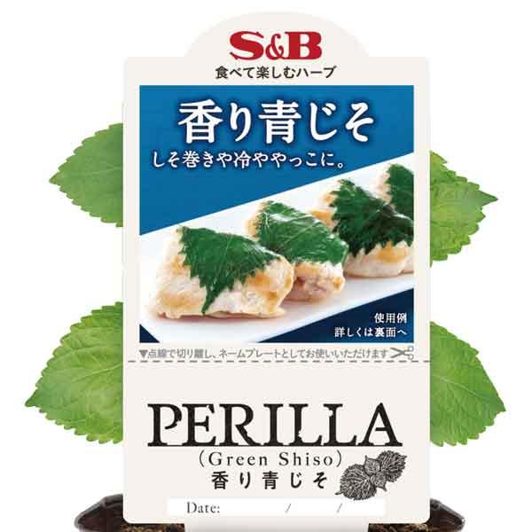 夏の薬味野菜・鉢植え・家庭菜園 お料理用 エスビー食品が30年にわたり全国でハーブを生産してきたノウハウを活かし、研究を重ねた品種から選び抜いたハーブの苗です。香り青じそは生育が旺盛、プロも選ぶ香り高い品種です。アオジソは夏の定番薬味野菜！...