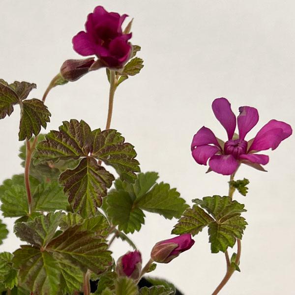 ベニバナイチゴはマゼンタ色のかわいい花をつけます。アプリコット色の実や、芽出し時と秋の紅葉もきれいです。この品種は「千島」の名を冠しますが、自生地についての詳細な情報は不明です。丈夫で育てやすく、ロックガーデンや鉢植え、寄せ植え、ハンギング...