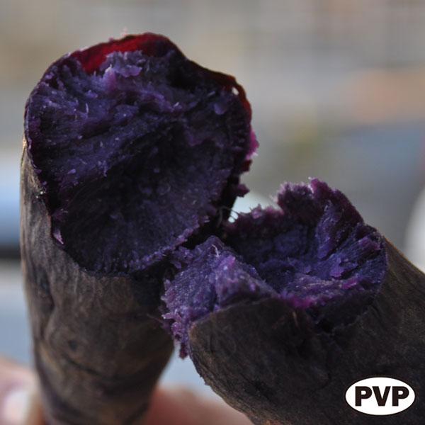 紫芋の中でも甘みが強く、おいしい。しっとりとした食感の品種です。1パックに4株の苗が入っています。※詳しい商品説明は下のほうに記載があります