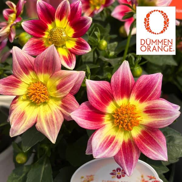 サマービーズ（Summer Bees）シリーズはDummenOrange社育種のミニダリアです。はっと目が覚めるような鮮やかな色合いの花弁に、花芯の黄色が映える一重咲品種。花弁の付け根に白が入るので一層色鮮やかです。１輪の開花期は短いですが...