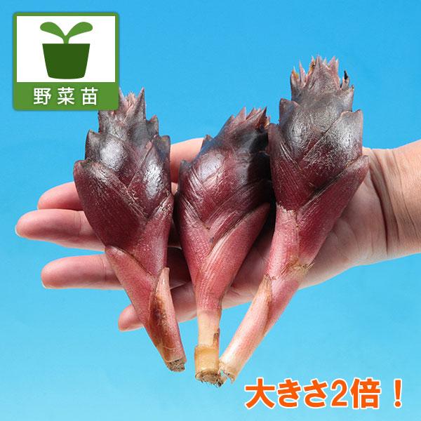 ジャンボミョウガ葉大きな花芽が収穫できる画期的な品種です。在来種は平均20g前後ですが、この品種は最大50gと約2倍の大きさとなる巨大種。在来種の花芽の付き方とは異なり、地下茎が株立ち上になり花芽をびっしりとつけます。栽培管理もしやすい新し...