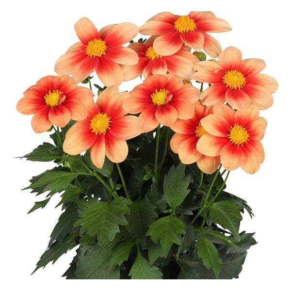 2026春New サマービーズ（Summer Bees）シリーズはDummenOrange社育種のミニダリアです。はっと目が覚めるような鮮やかな色合いの花弁に、花芯の黄色が映える一重咲品種。花弁の付け根に白が入るので一層色鮮やかです。１輪の...