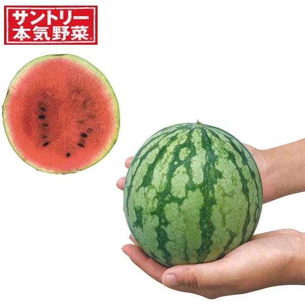 ソフトボールサイズ大の食べきりサイズ。かぶりついても種が小さいので気にならない。放任で１株１０〜２０果収穫可能。着果率が高く、非常に作りやすい。皮が薄く可食部分が多い。スイカらしいシャリ感とジューシーな甘さ。甘小丸スイカは畑でもプランターで...